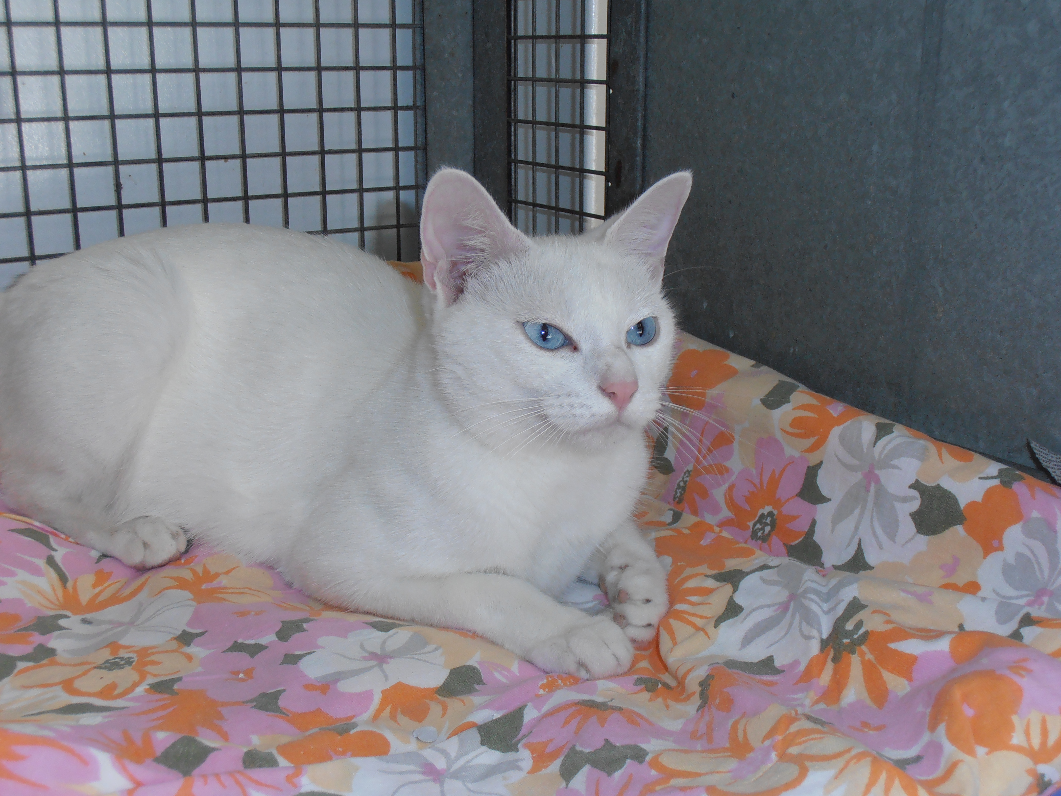 Bindi - Peninsula Animal Aid