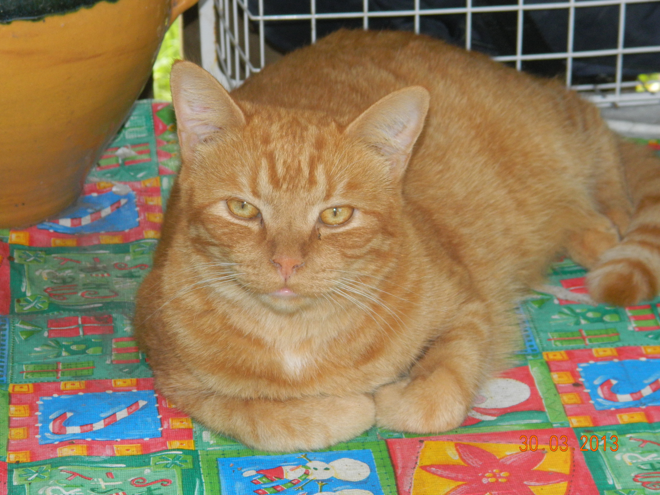 Dustin - Peninsula Animal Aid