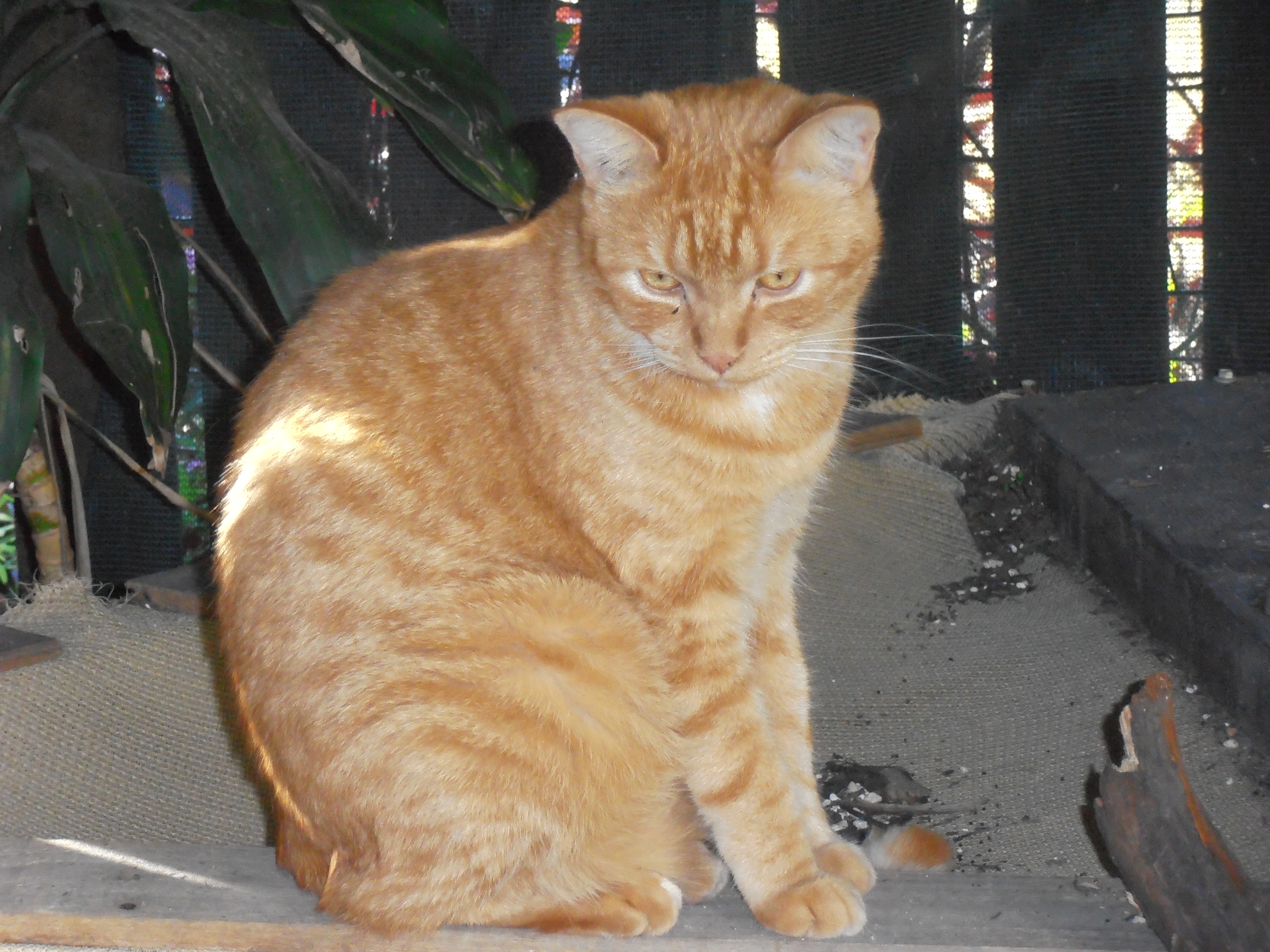 Dustin - Peninsula Animal Aid