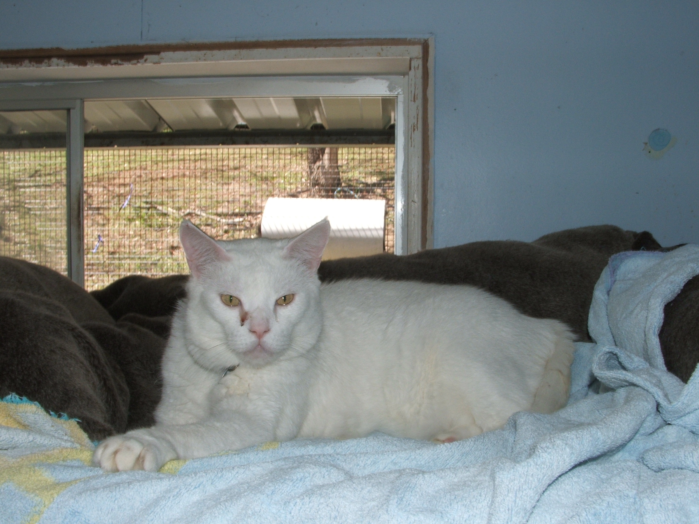 Kimba - Peninsula Animal Aid