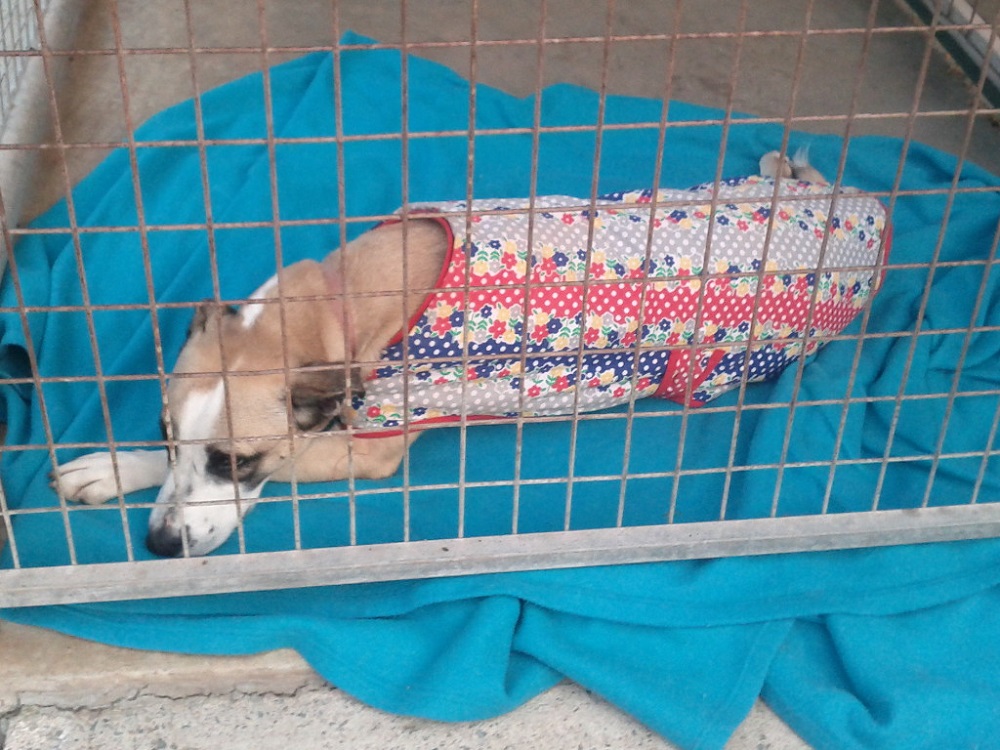 Shey - Peninsula Animal Aid