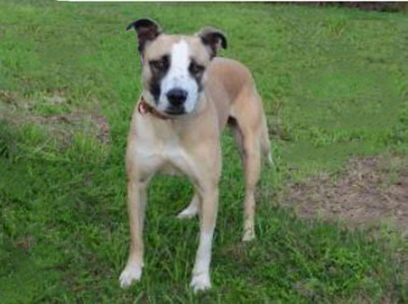 Shey - Peninsula Animal Aid