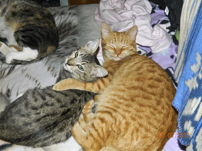 Dustin - Peninsula Animal Aid